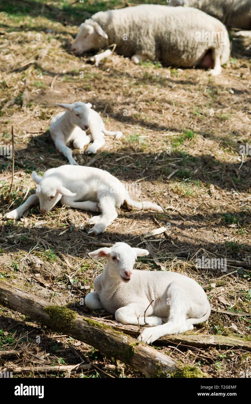 Three lambs lying on grass on bio farm. Sheep in background Stock Photo ...