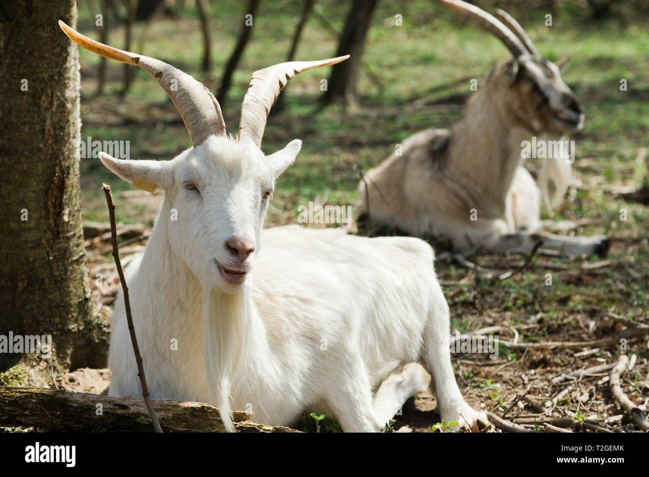 White goat with big horns lying on grass on bio ecological farm during ...