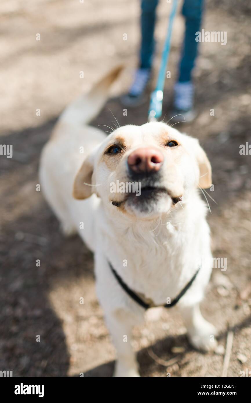 Distorted dog head hi-res stock photography and images - Alamy