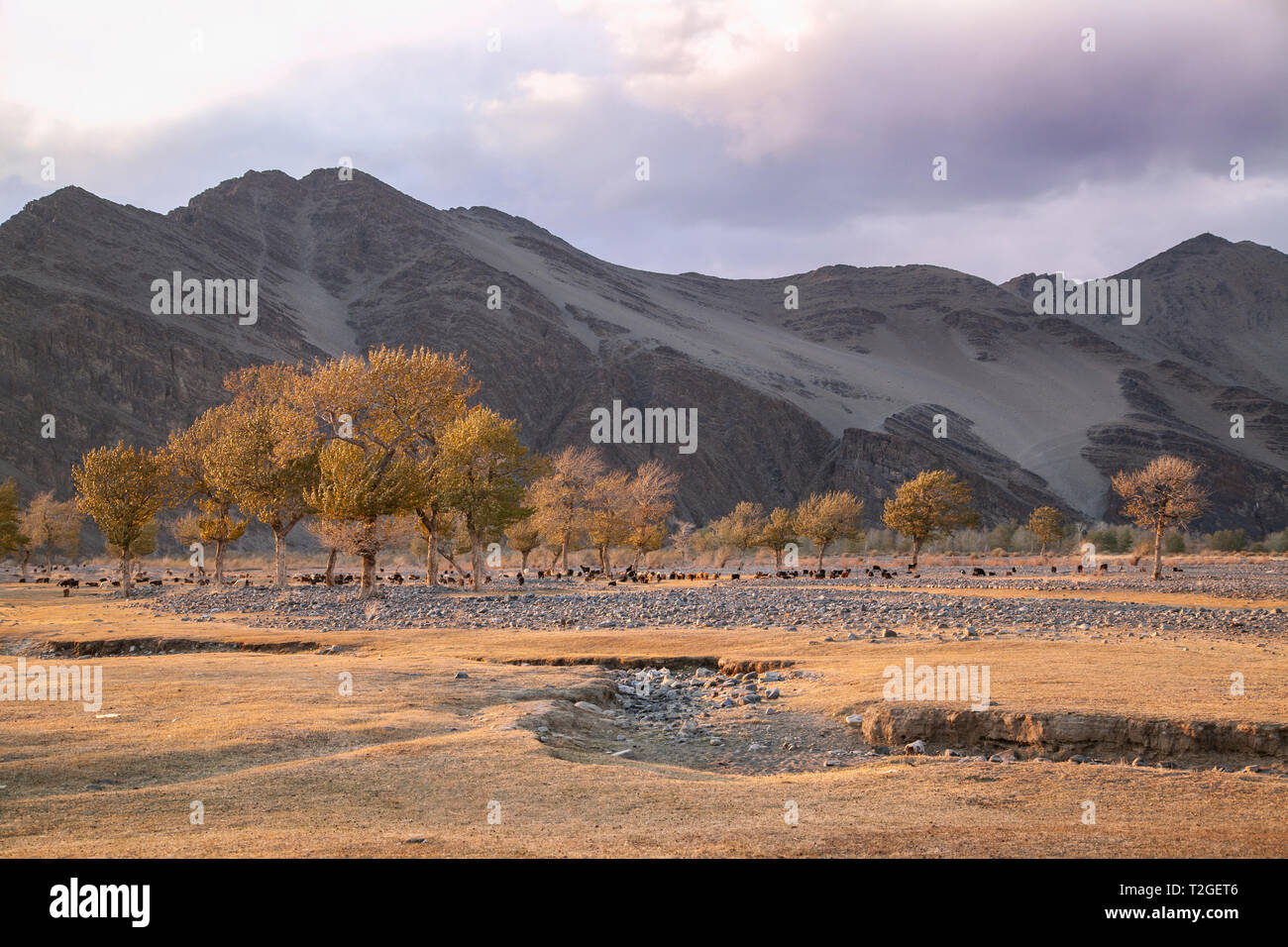 nature of western Mongolia Stock Photo - Alamy
