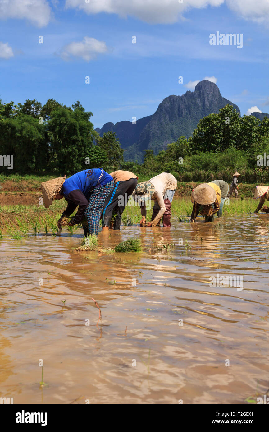 Villagers in Laos work in the fields Stock Photo - Alamy