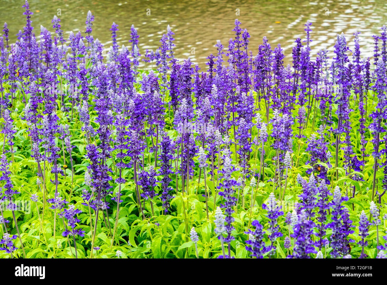 Small Salvia Flowers High Resolution Stock Photography and Images - Alamy