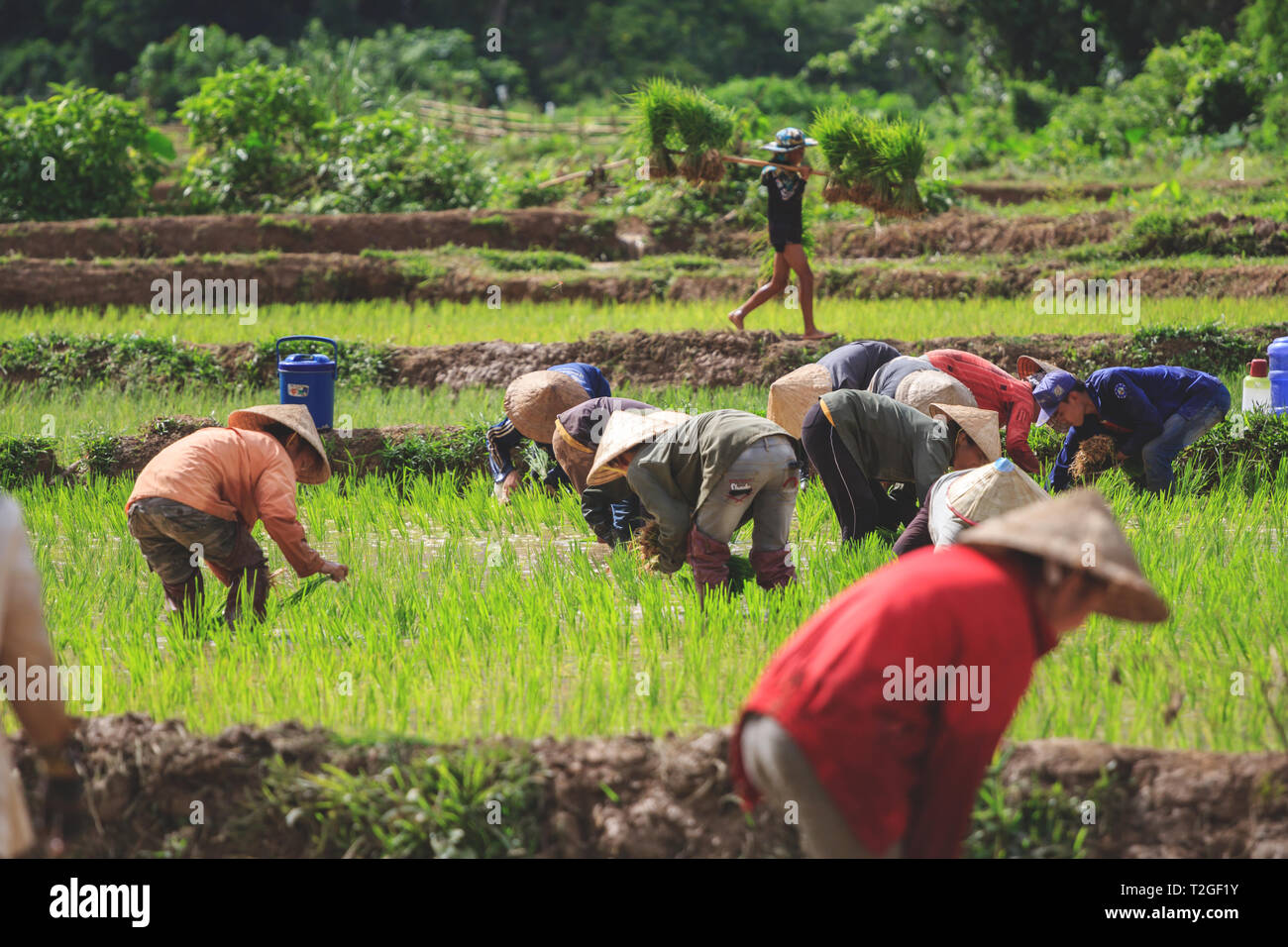 Villagers in Laos work in the fields Stock Photo - Alamy