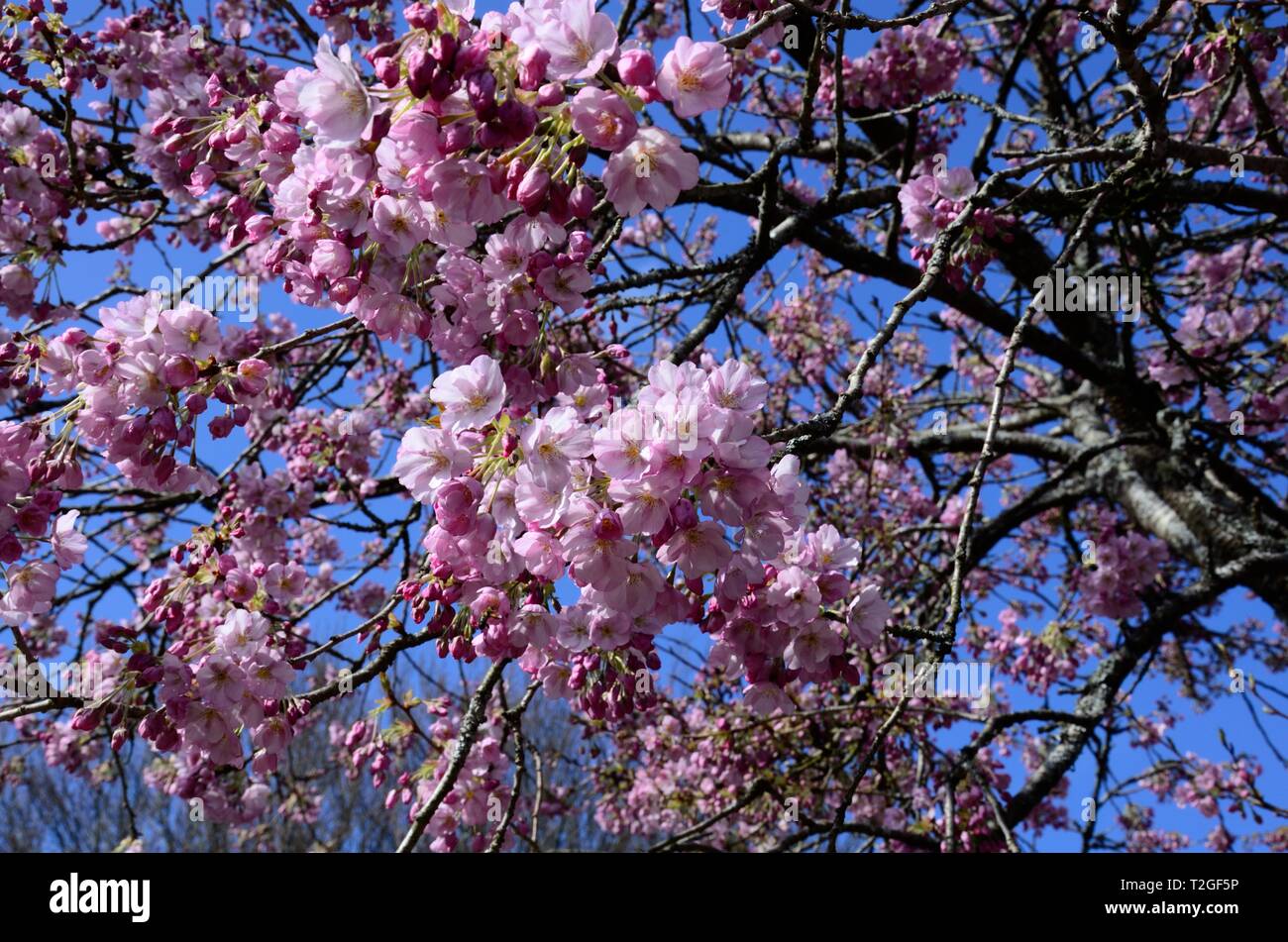 Prunus tree hi-res stock photography and images - Alamy