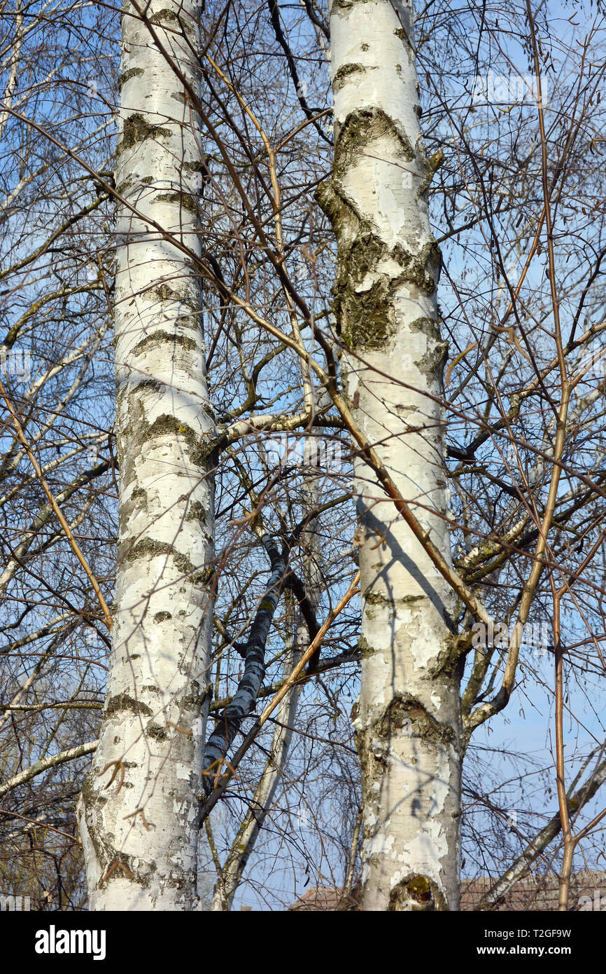 silver birch, warty birch, European white birch, East Asian white birch ...