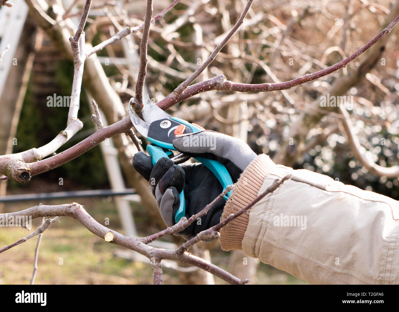 Spring prunings hi-res stock photography and images - Alamy