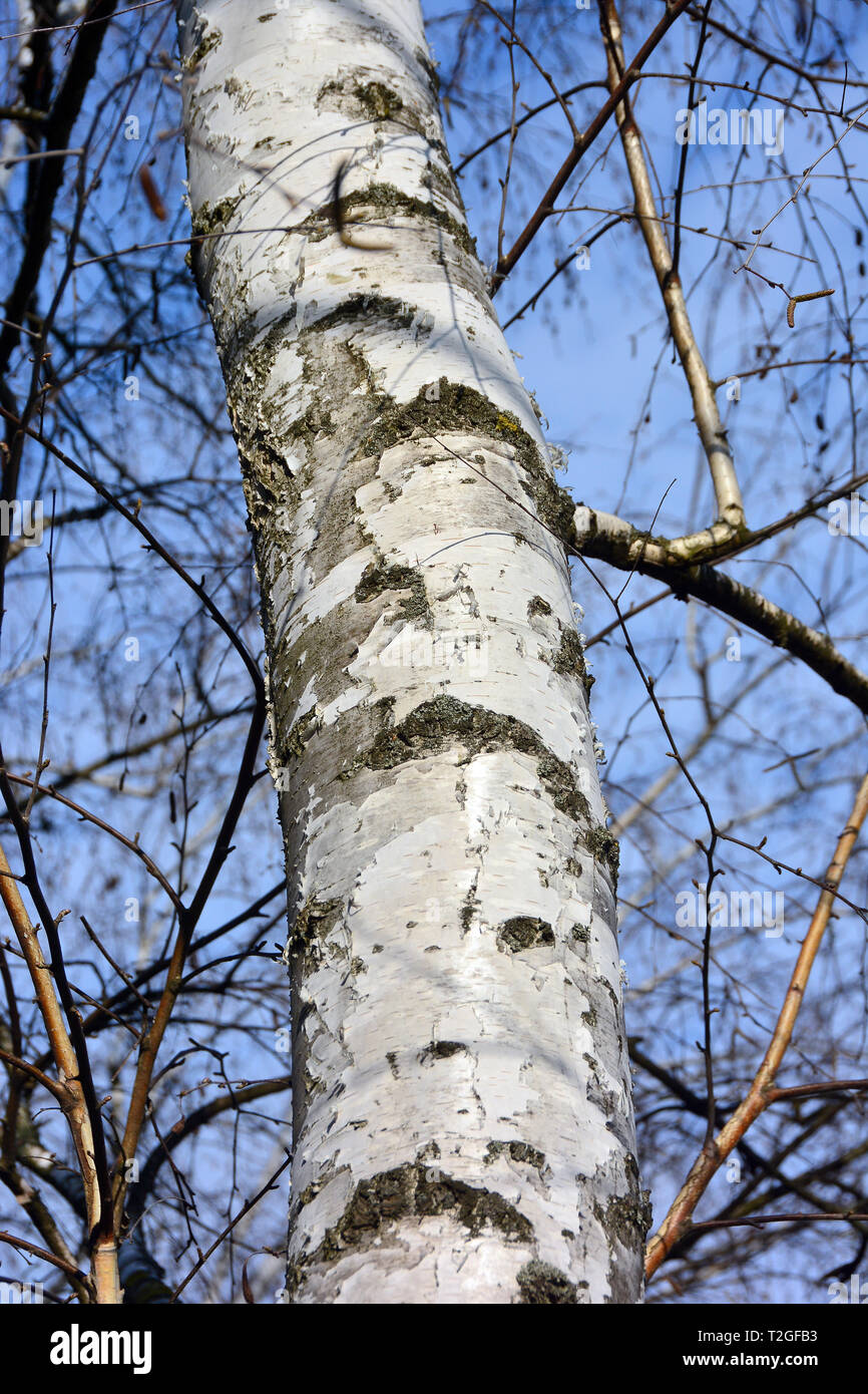 silver birch, warty birch, European white birch, East Asian white birch ...