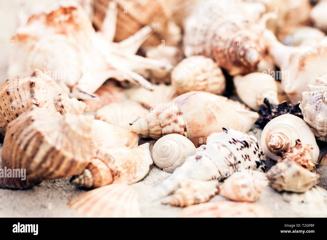 Seashells on the sand, summer beach background, travel concept with ...