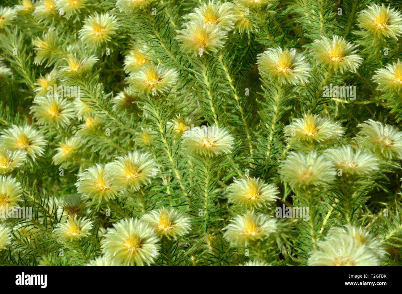 Phylica pubenscens hi-res stock photography and images - Alamy