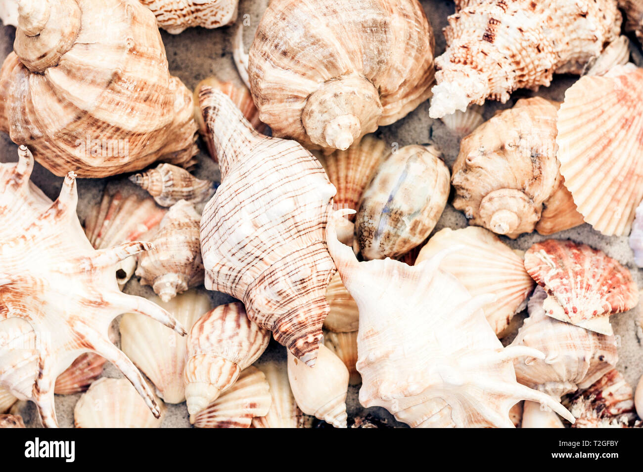Seashells on the sand, summer beach background, travel concept with ...