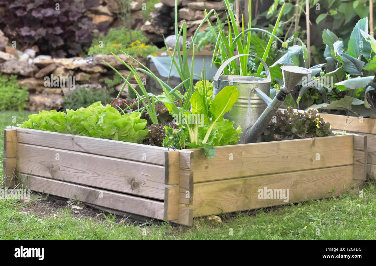 vegetables growing in a little vegetable patch in a garden Stock Photo ...