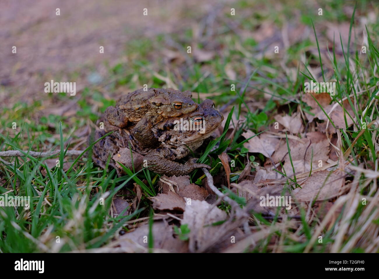Common European Toad, photographed in Scotland, in mating behaviour ...