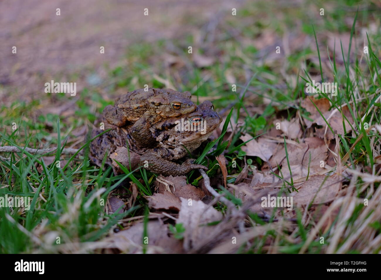 Common European Toad, photographed in Scotland, in mating behaviour ...