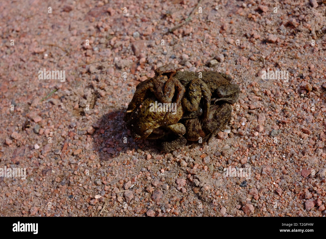 Common European Toad, photographed in Scotland, in mating behaviour ...