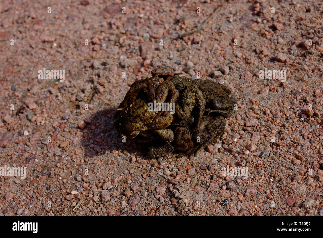 Common European Toad, photographed in Scotland, in mating behaviour ...