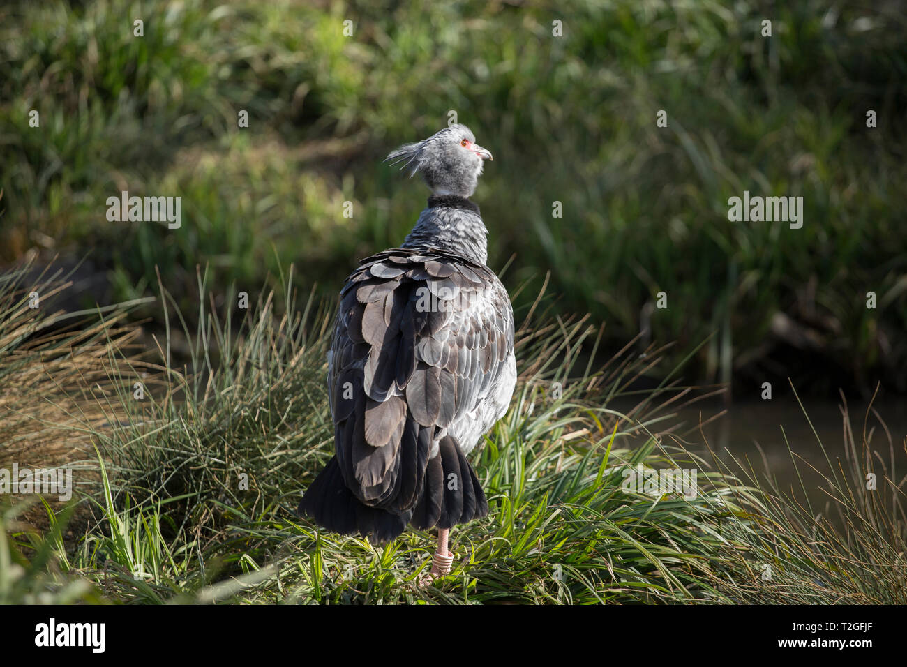 Adult southern screamer hi-res stock photography and images - Alamy