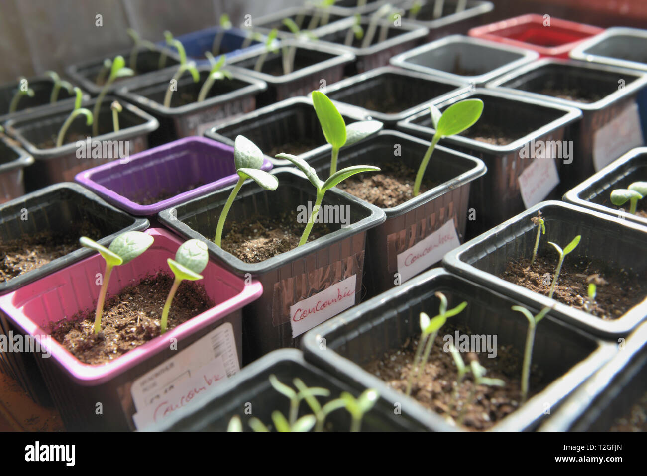 sprouts growing in little pots in a greenhouse Stock Photo - Alamy