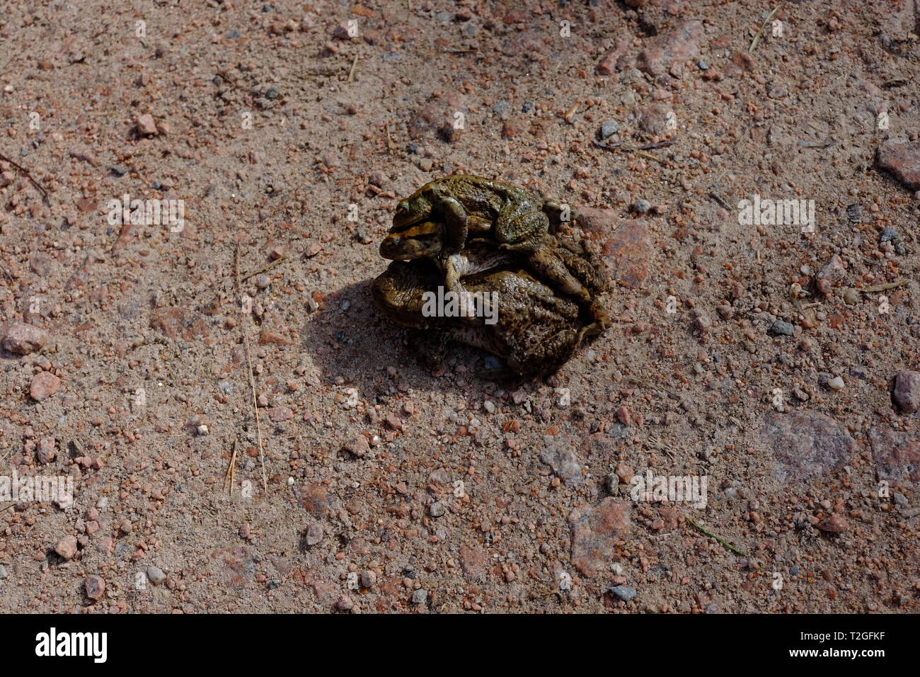 Common European Toad, photographed in Scotland, in mating behaviour ...