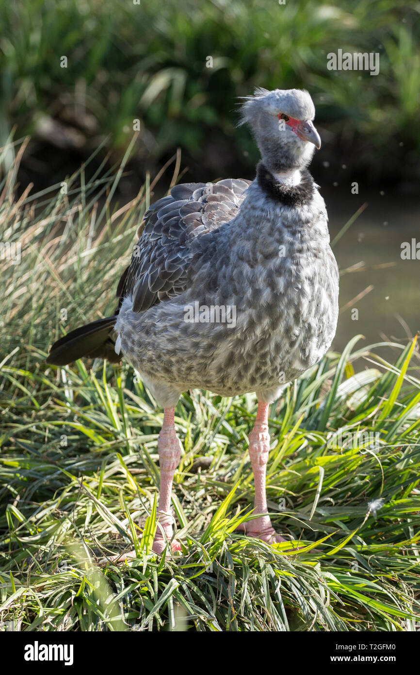 Adult Southern Screamer High Resolution Stock Photography and Images ...