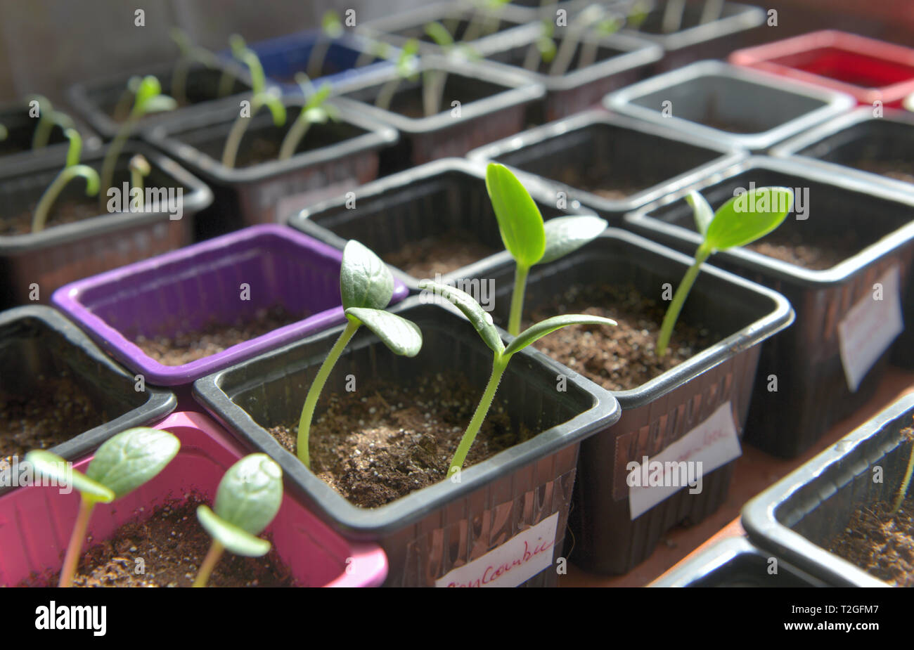 sprouts growing in little pots in a greenhouse Stock Photo - Alamy
