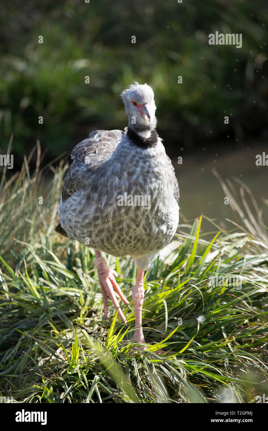 Adult southern screamer hi-res stock photography and images - Alamy