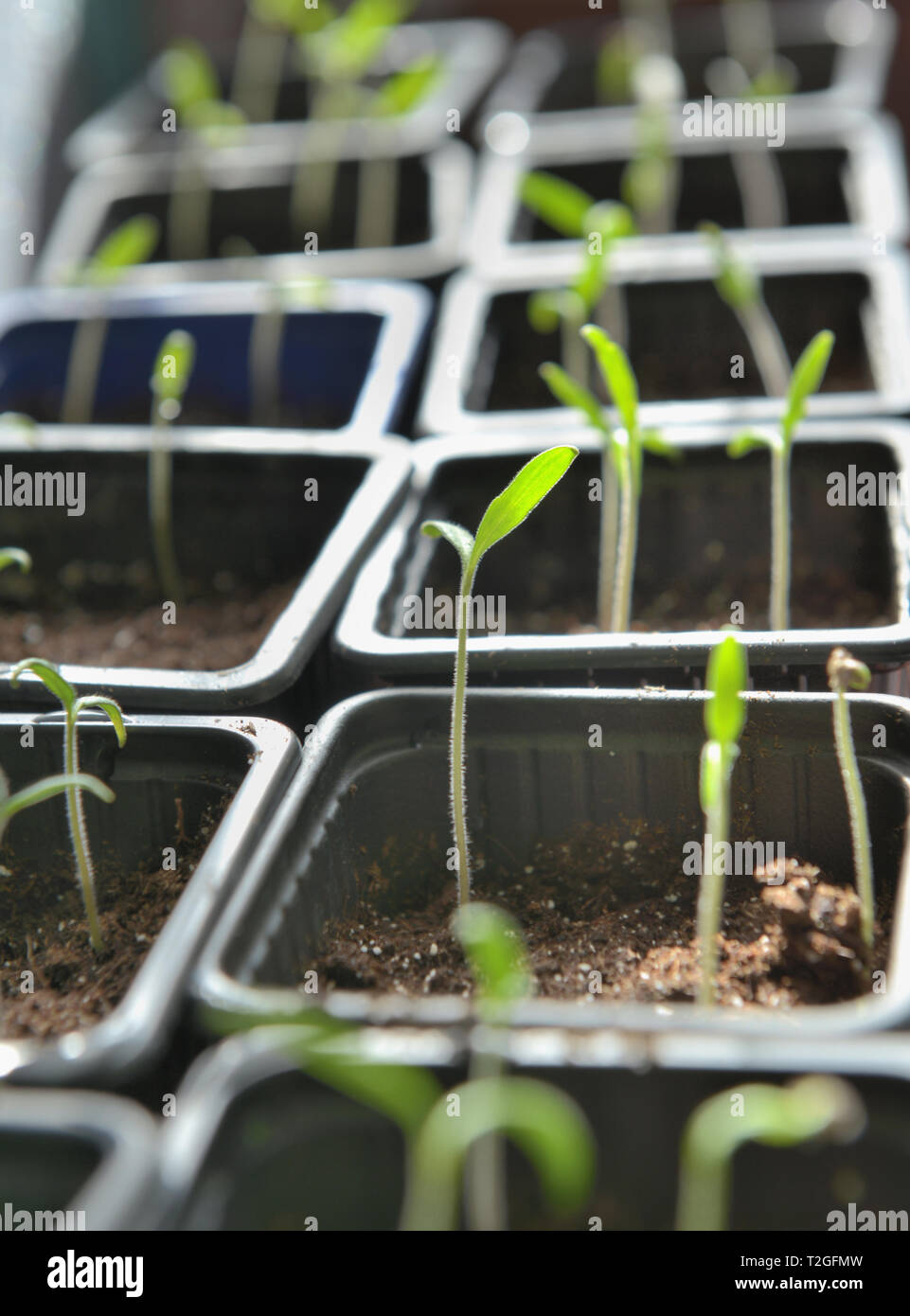 sprouts growing in little pots in a greenhouse Stock Photo - Alamy