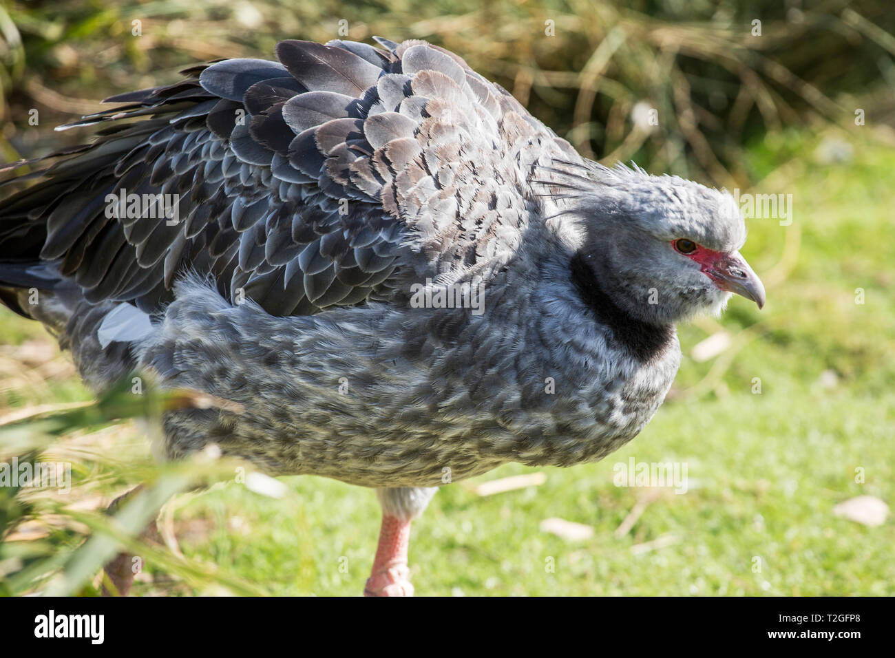 Adult southern screamer hi-res stock photography and images - Alamy