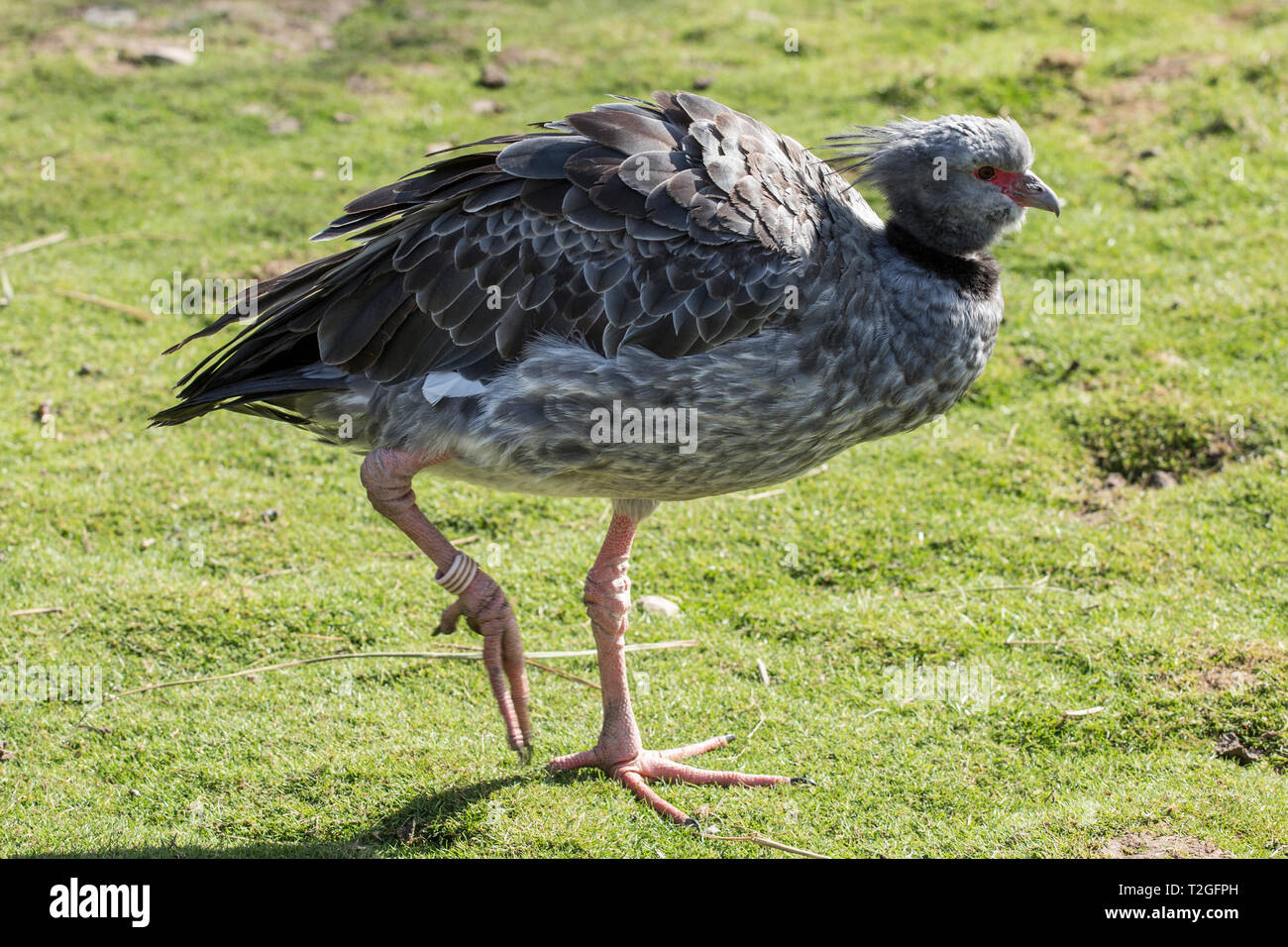 Adult Southern Screamer High Resolution Stock Photography and Images ...