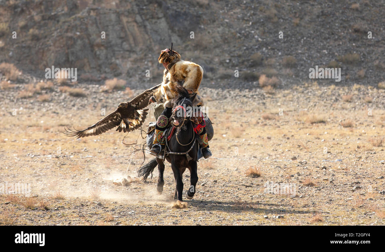 Training bird of prey hi-res stock photography and images - Alamy