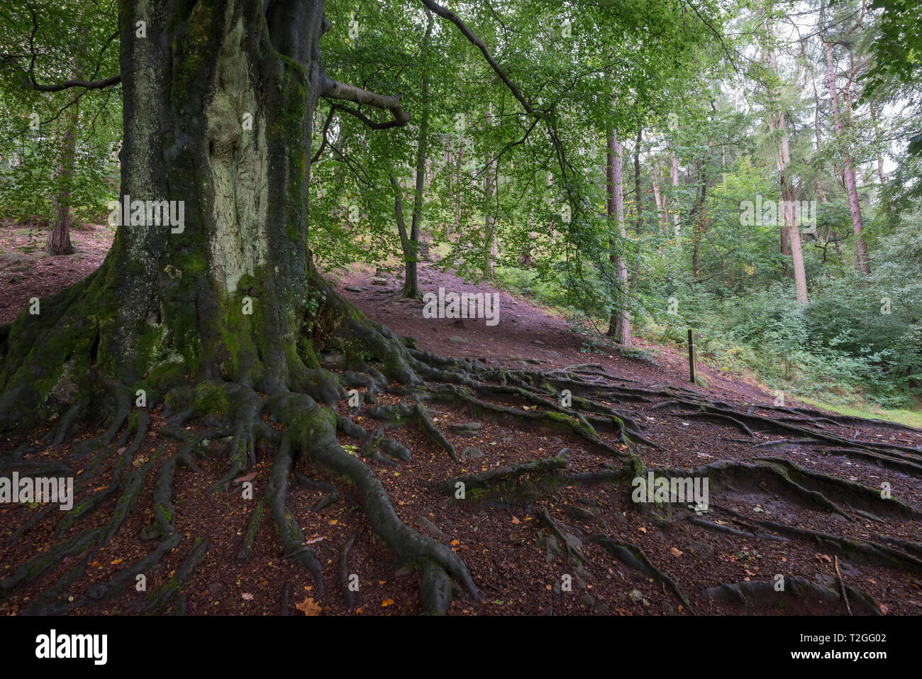 Path to luds church hi-res stock photography and images - Alamy