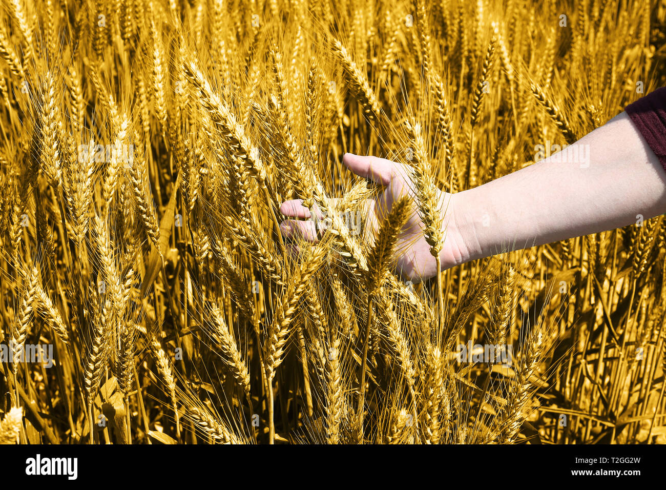 Portrait of man hand is holding golden wheat fields Stock Photo - Alamy