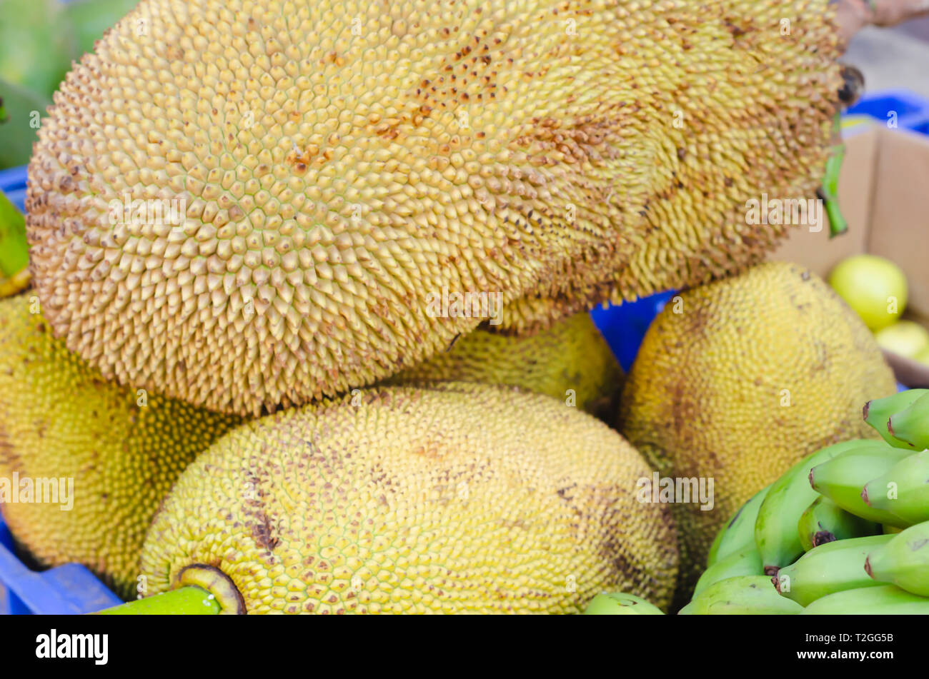 Fruit the breadfruit tree artocarpus incisa hi-res stock photography ...