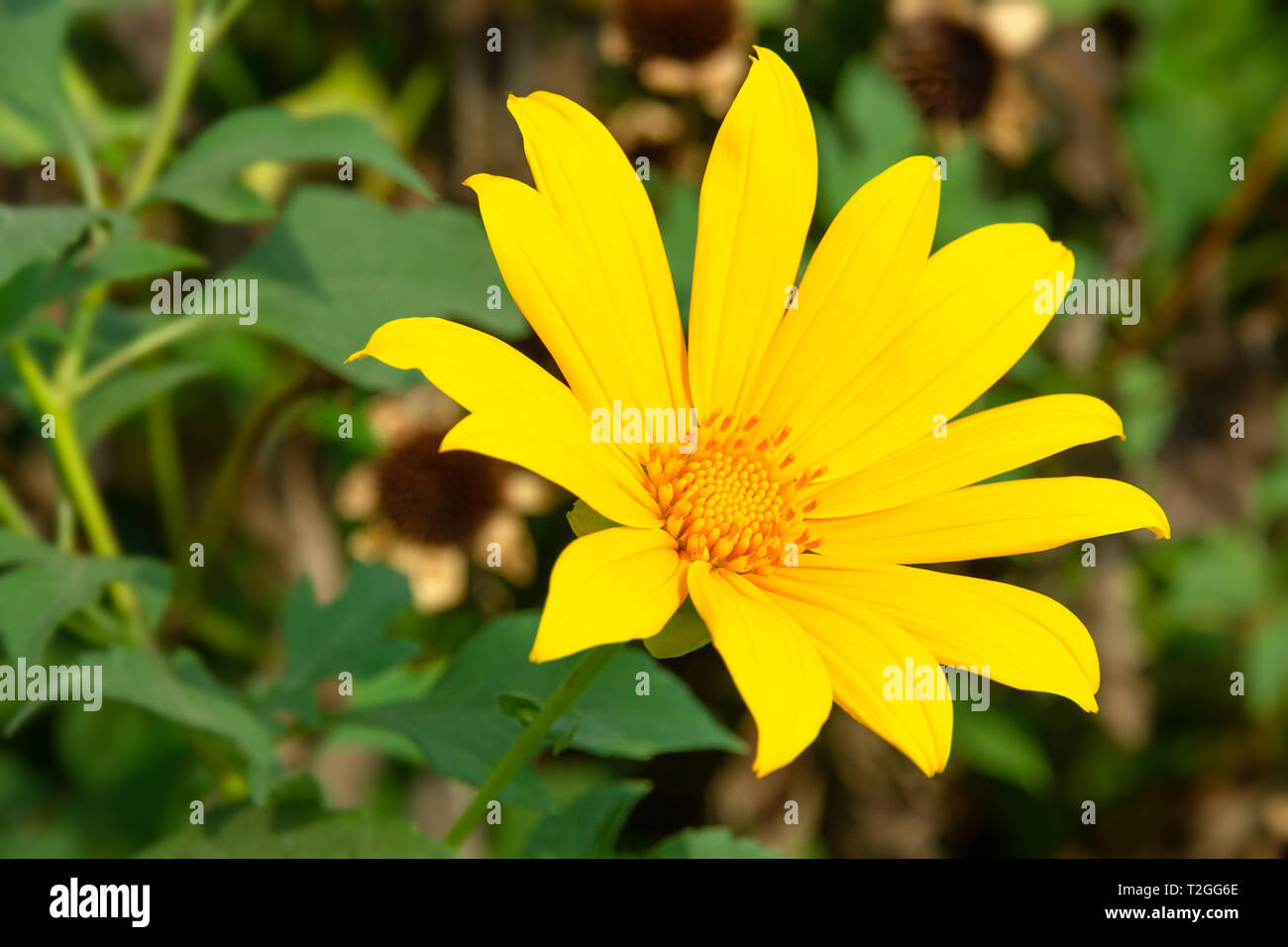 Blooming Leopard’s Bane flower -Doronicum austriacum in garden Stock ...
