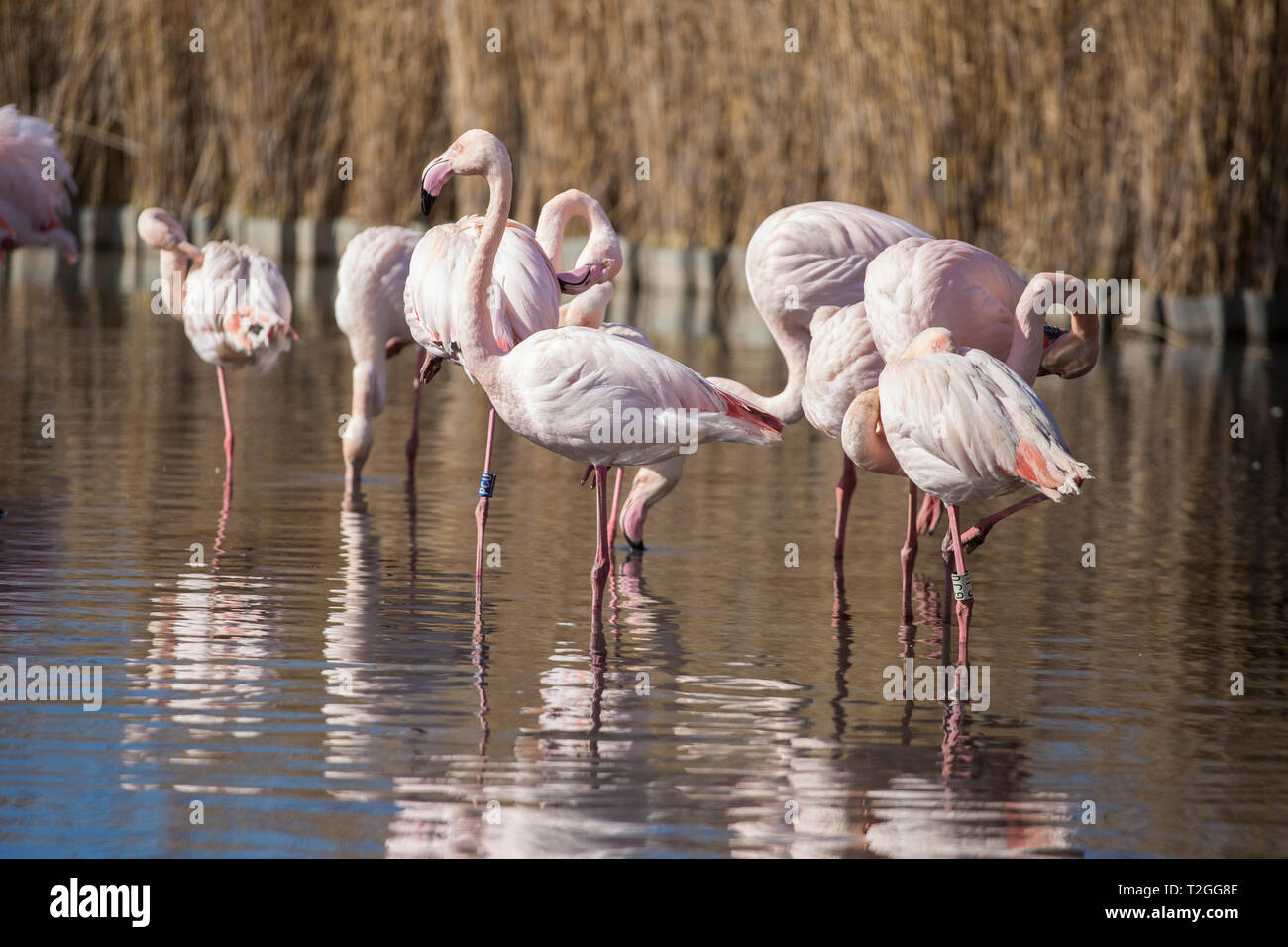 Greater Flamingos, pink flamingo birds at Slimbridge wetlands England ...