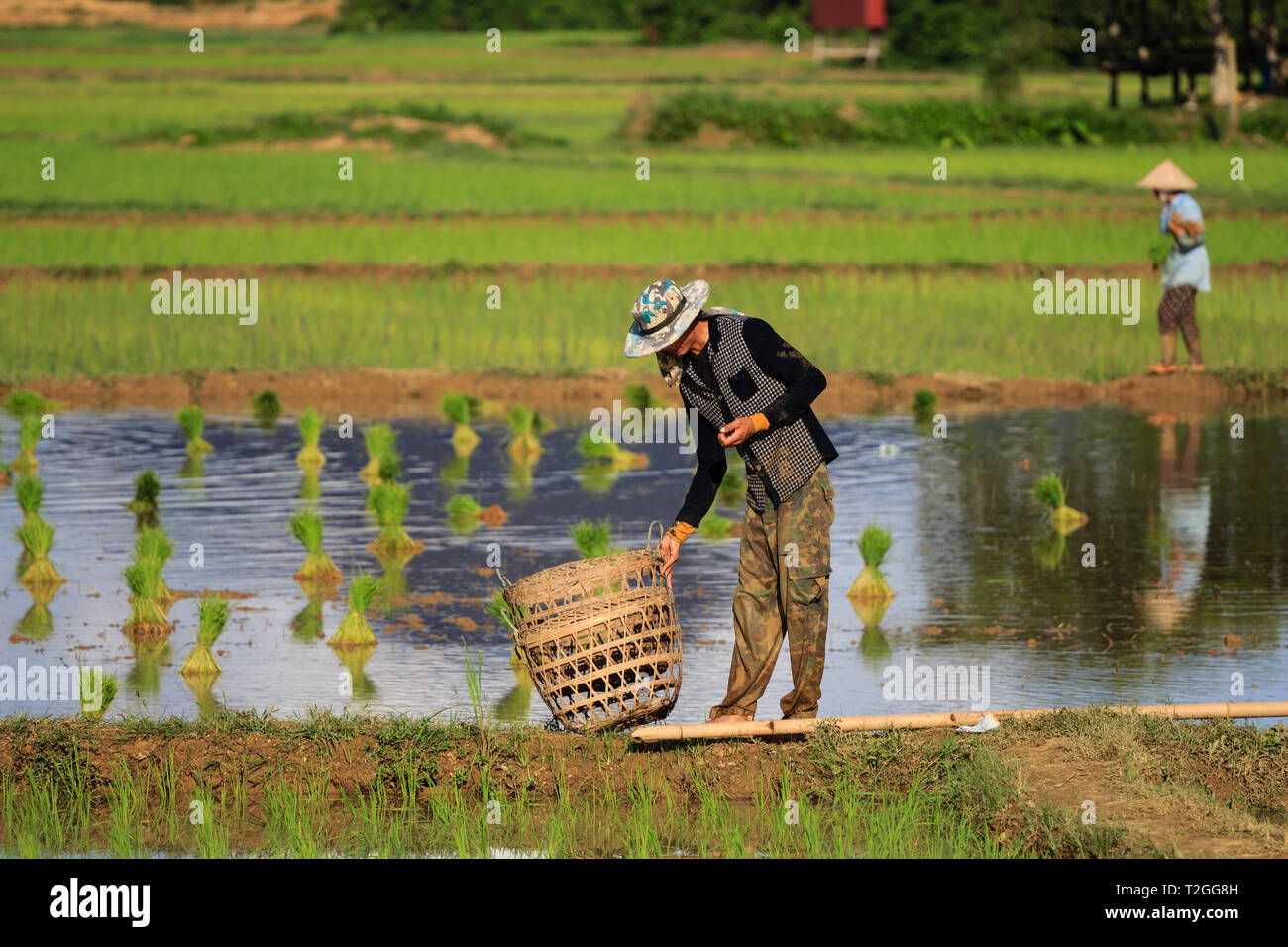 Villagers in Laos work in the fields Stock Photo - Alamy