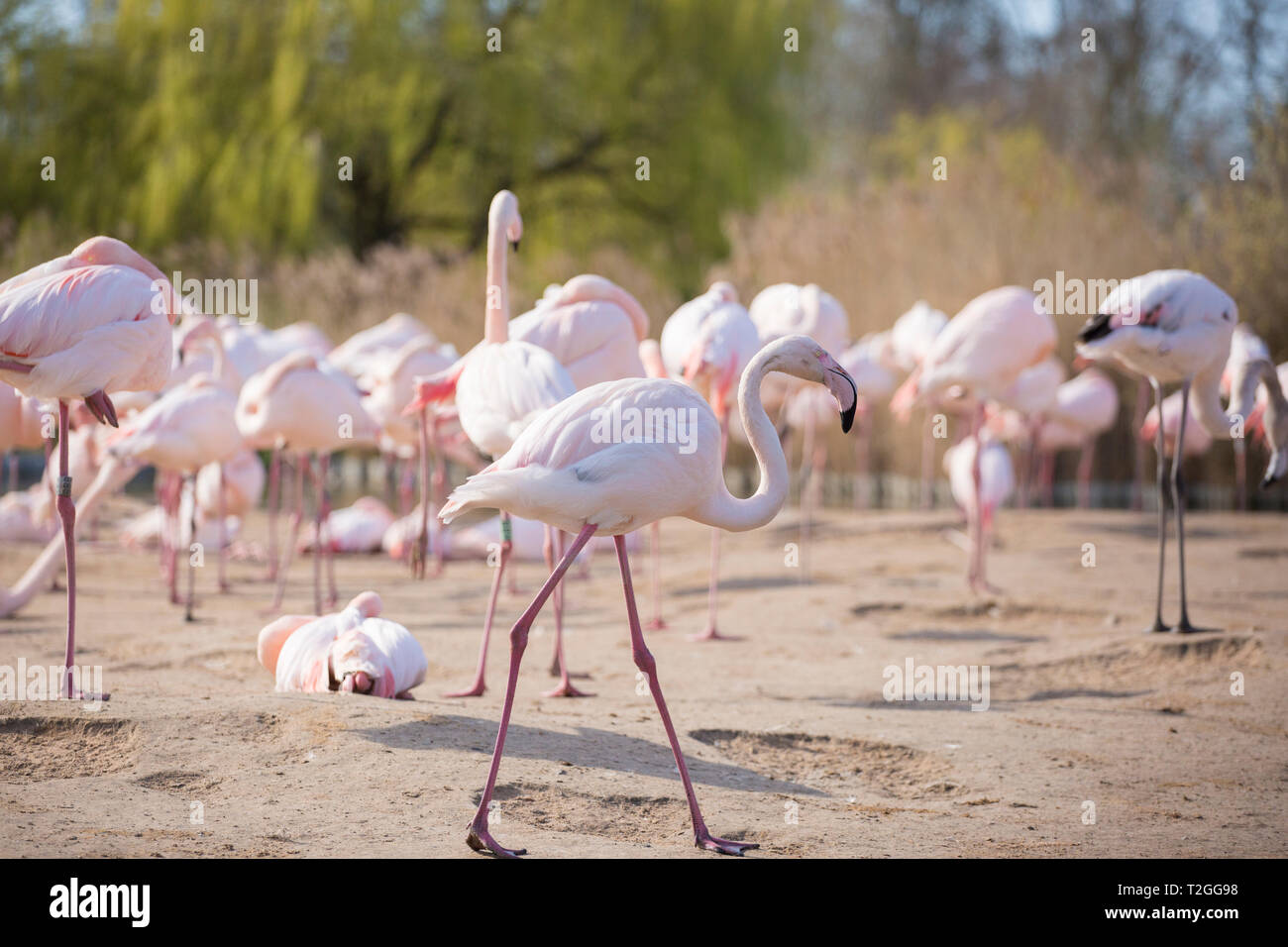 Real flamingos hi-res stock photography and images - Alamy