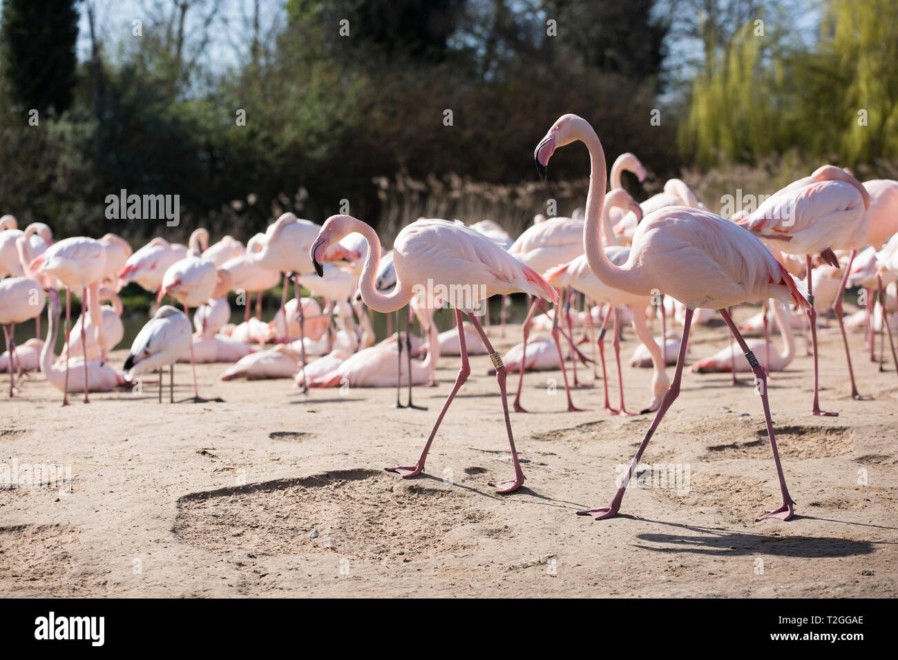 Greater Flamingos, pink flamingo birds at Slimbridge wetlands England ...