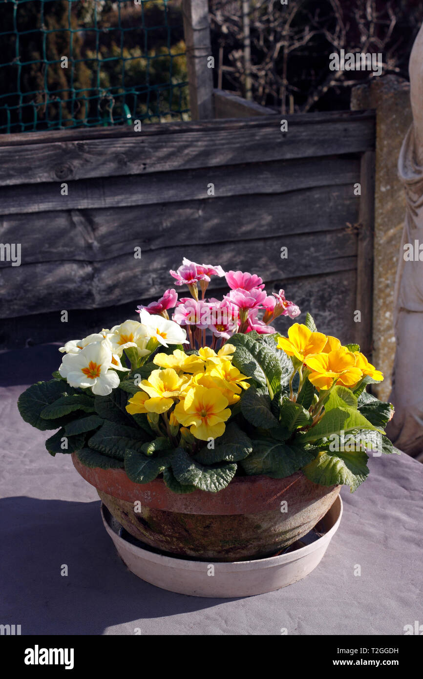 Primula polyanthus hi-res stock photography and images - Alamy
