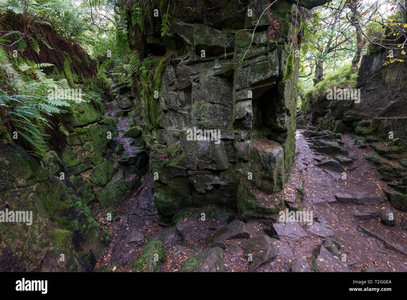 Luds Church, Gradbach, Staffordshire, England. A mysterious rocky chasm ...