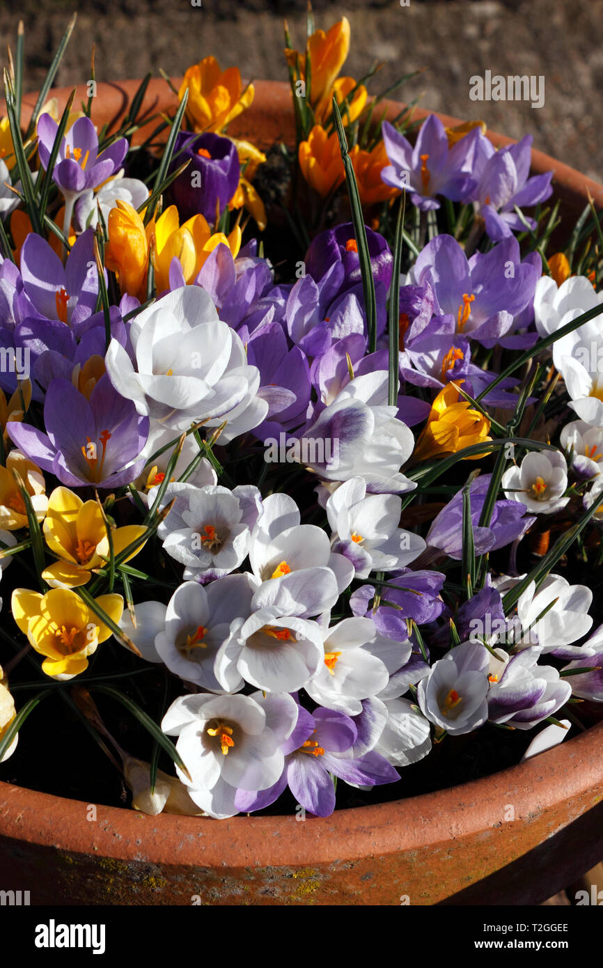 Spring crocus bowl hi-res stock photography and images - Alamy