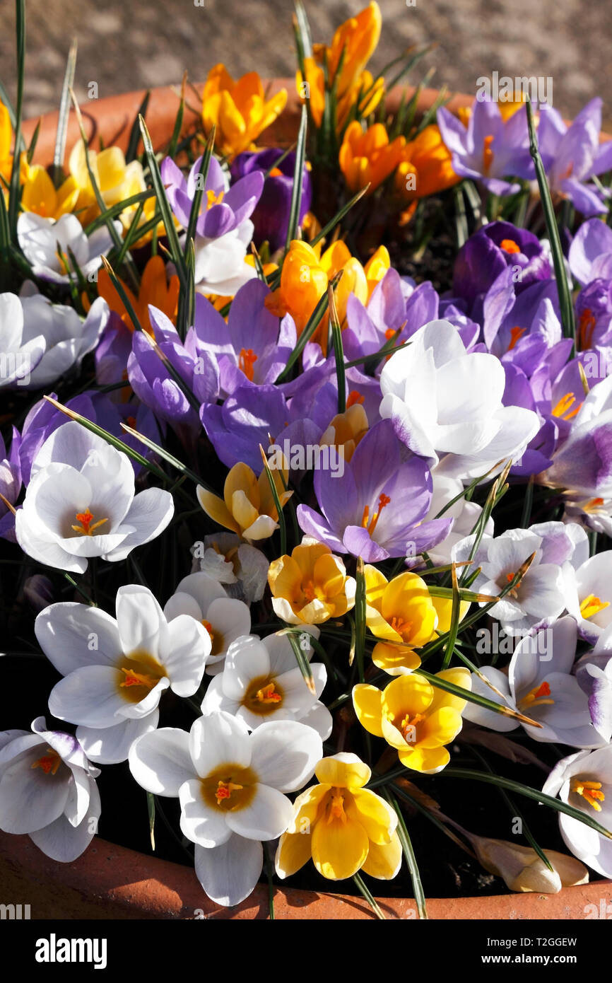 Bright vibrant colours spring hi-res stock photography and images - Alamy