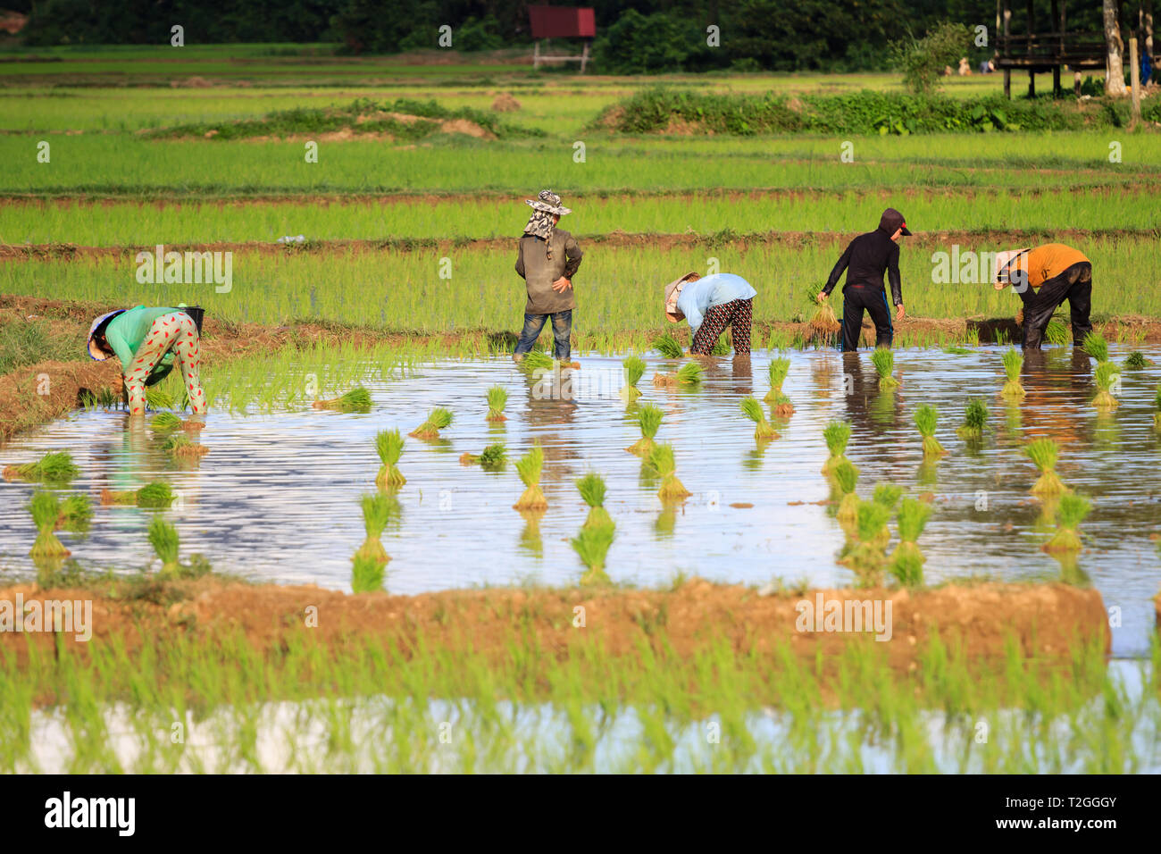 Villagers in Laos work in the fields Stock Photo - Alamy