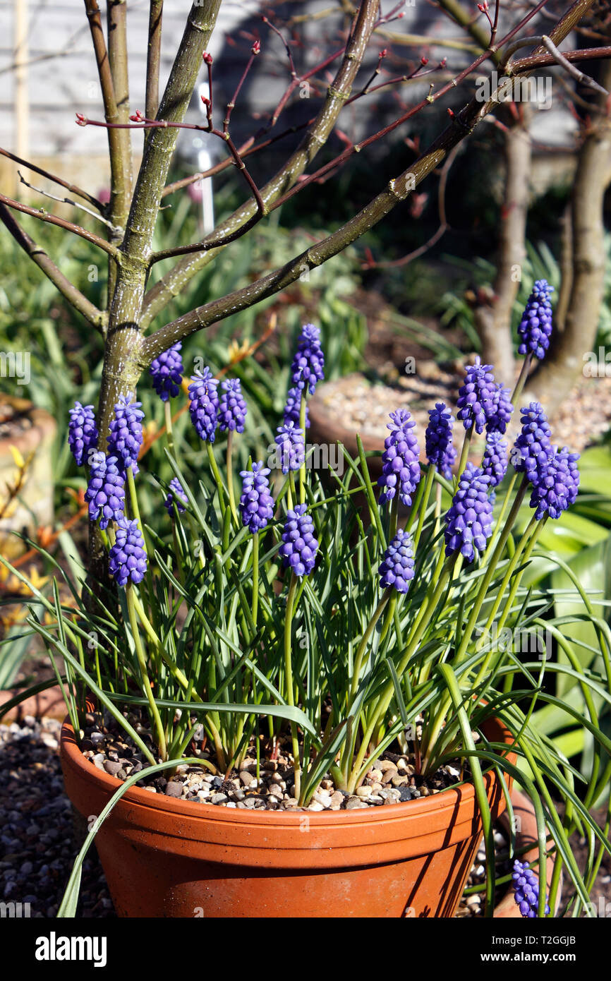 MUSCARI. GRAPE HYACINTH Stock Photo - Alamy