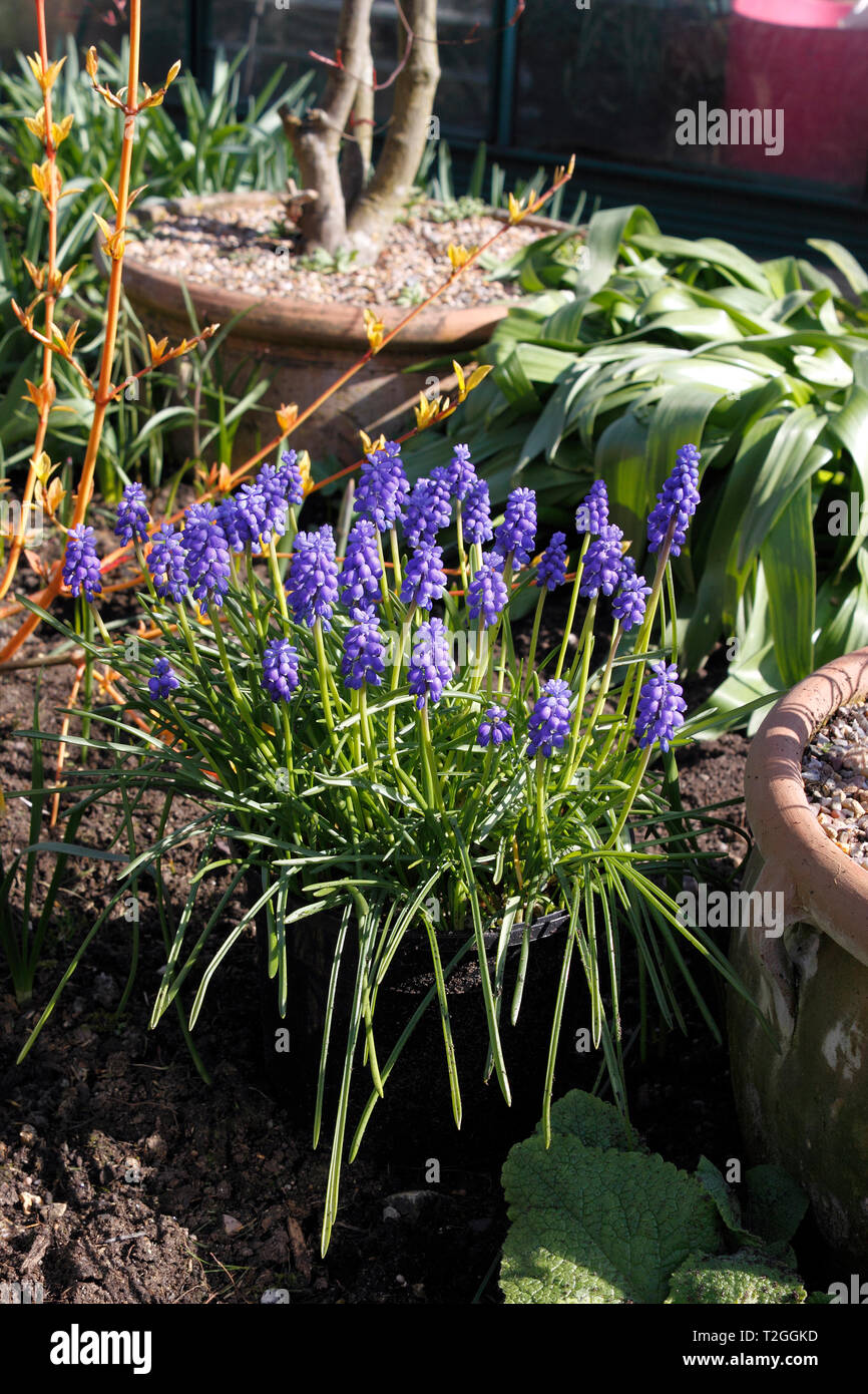 Muscari grape hi-res stock photography and images - Alamy