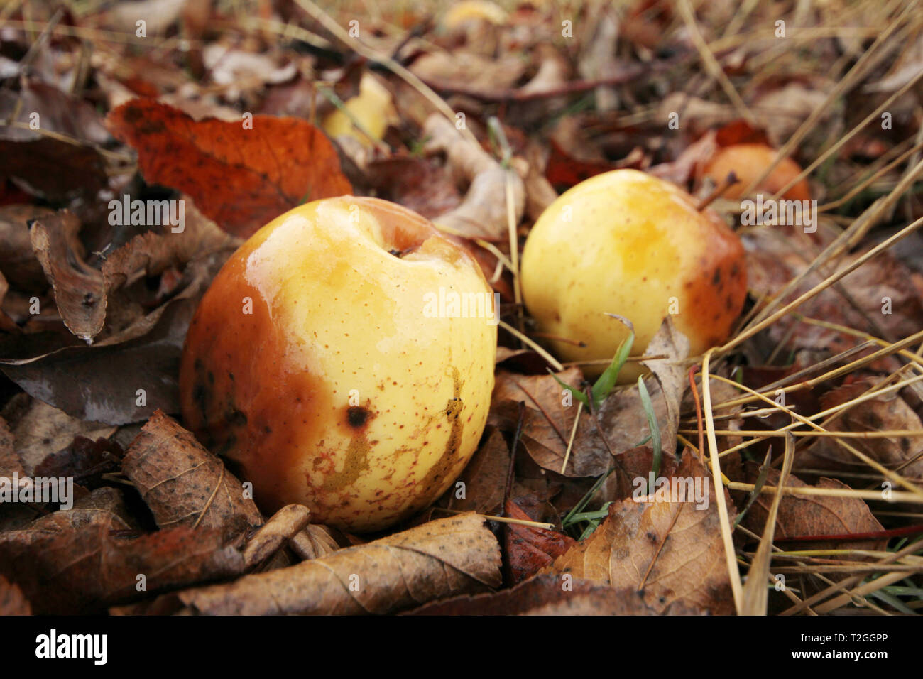 Apple falling from the tree hi-res stock photography and images - Alamy