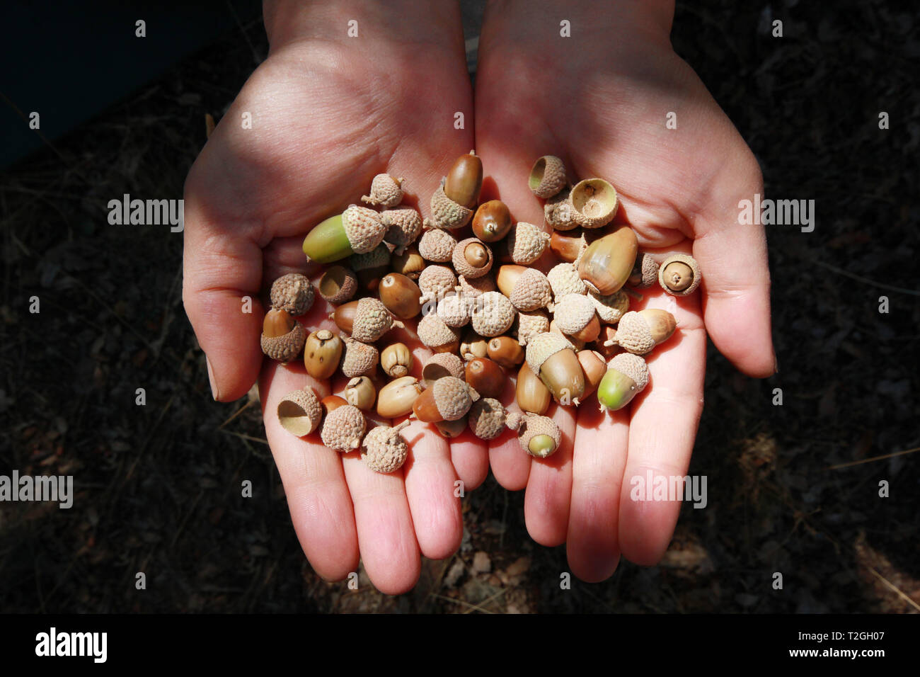 Small acorn, close-up hand Stock Photo - Alamy