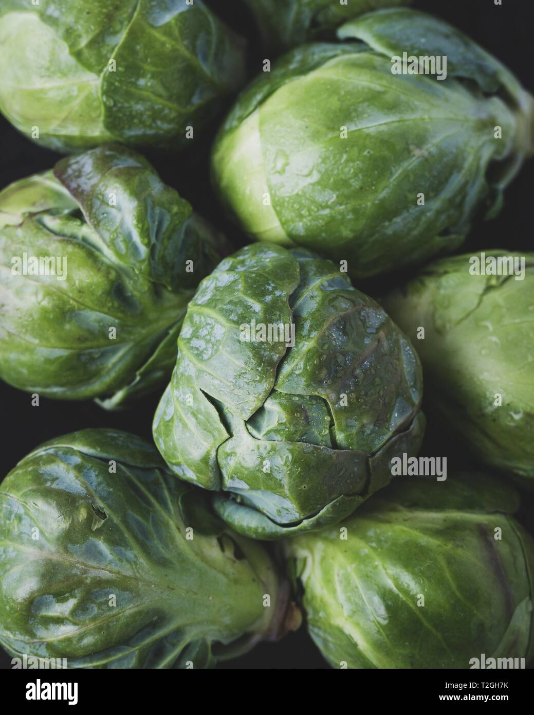 Vascular sprouts hi-res stock photography and images - Alamy