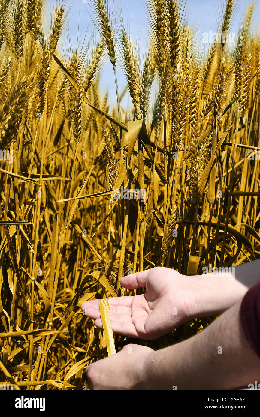 Hand Harvesting The Fields