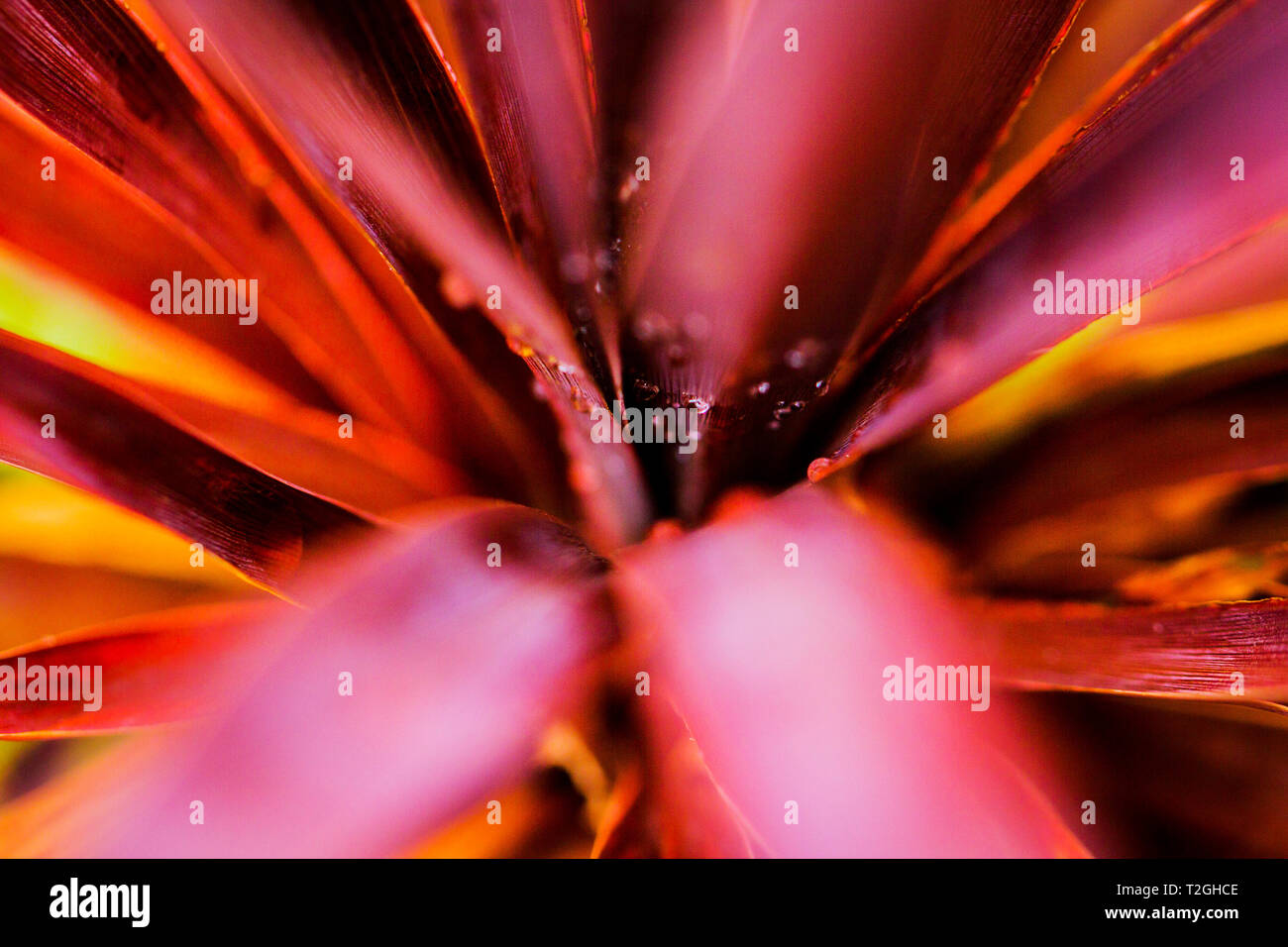 Cordyline australis pink star hi-res stock photography and images - Alamy