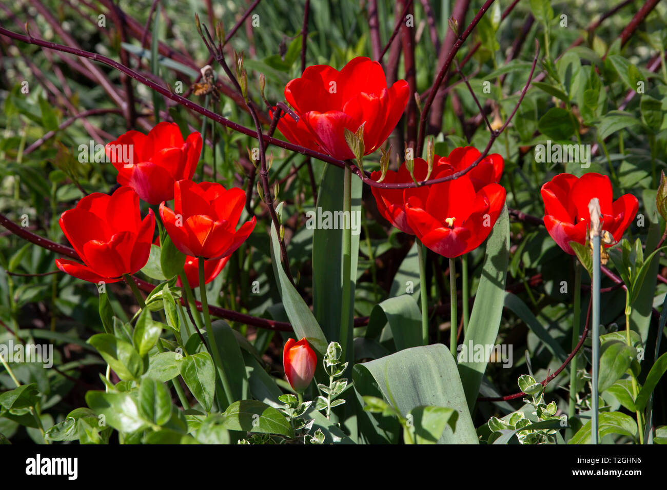 Six tulips hi-res stock photography and images - Alamy